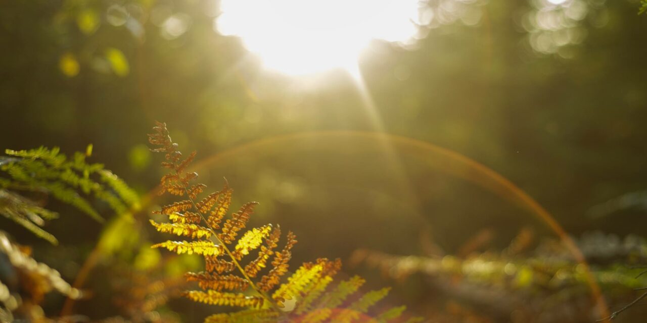 2025 Schedule • Planet Dharma